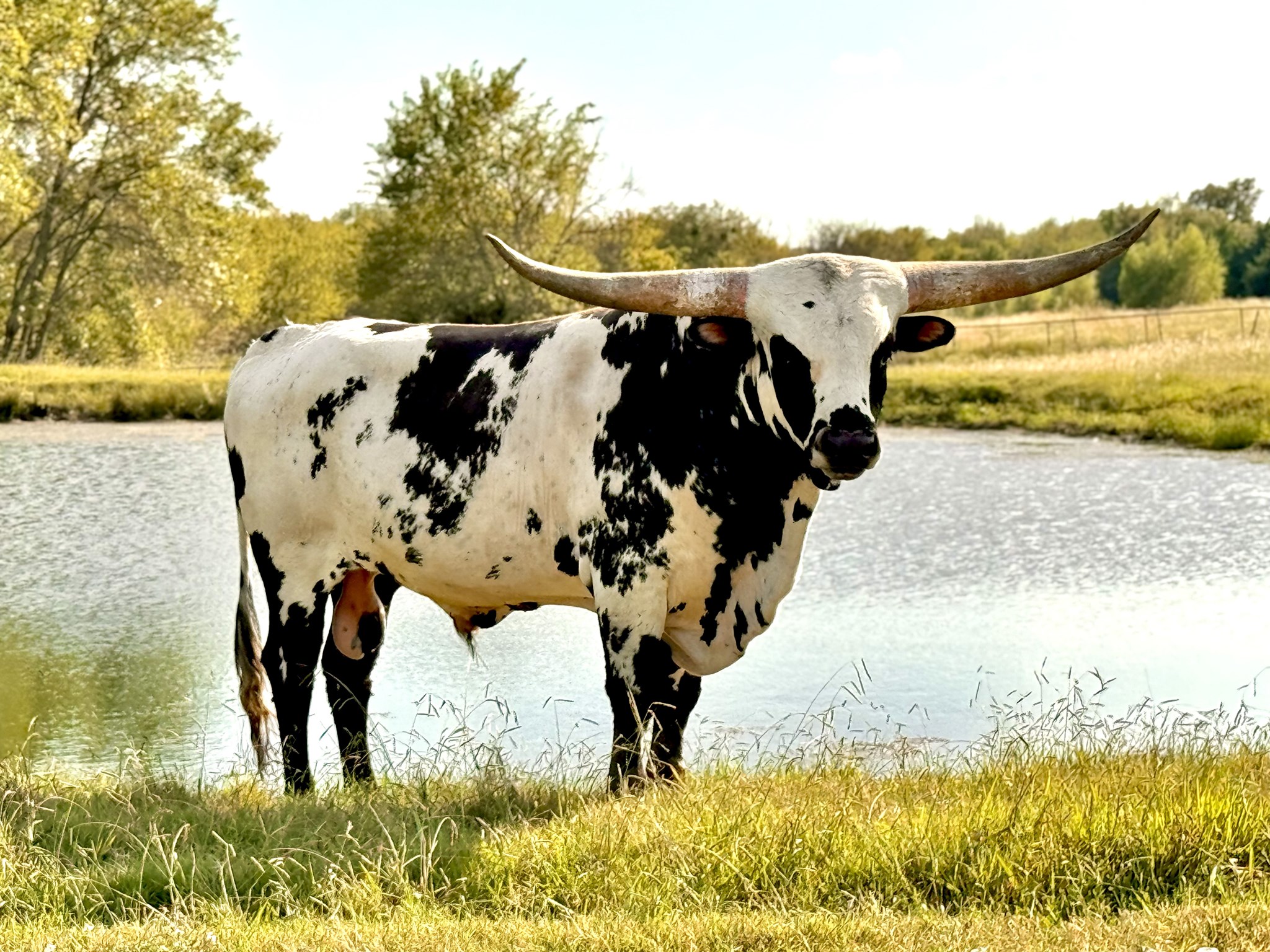 Horn Creek Cattle Company Bulls
